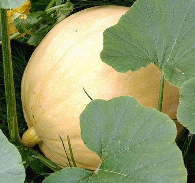 Kalabasa Squash Cucurbita Maxima D Philippine